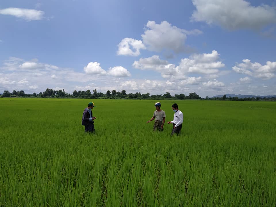 ကသာခရိုင်၊ အင်းတော်မြို့နယ်တွင် မိုးစပါးစိုက်ခင်းများတွင် ပိုးမွှားရောဂ