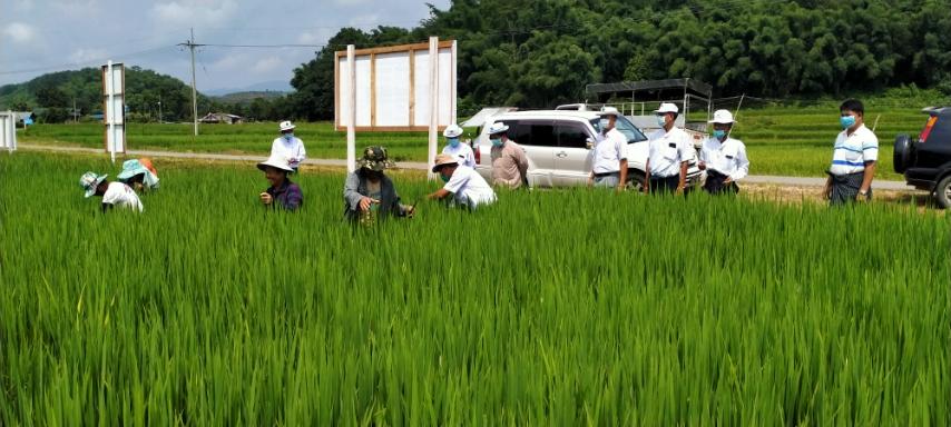 ကျိုင်းလပ်မြို့ ၌ Cerp အစီအစဉ်ဖြင့် စိုက်ပျိုးထားသော မိုးစပါးမ