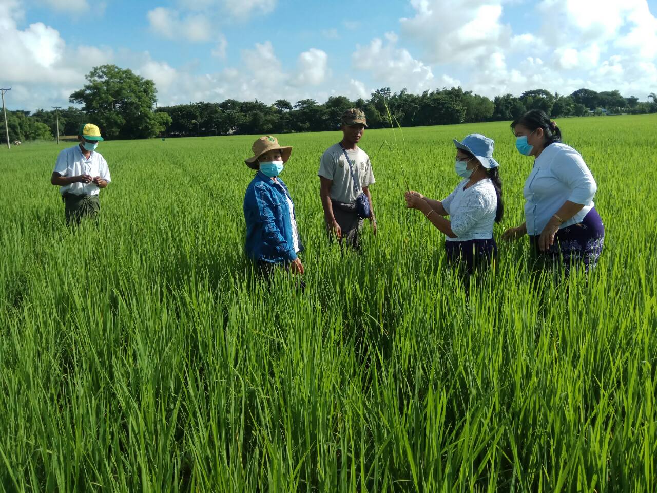 မအူပင်မြို့နယ်တွင် Cerp Plan အရမျိုးစေ့ထုတ် စိုက်ပျိုးဧက Rs Tocs စပါးခင