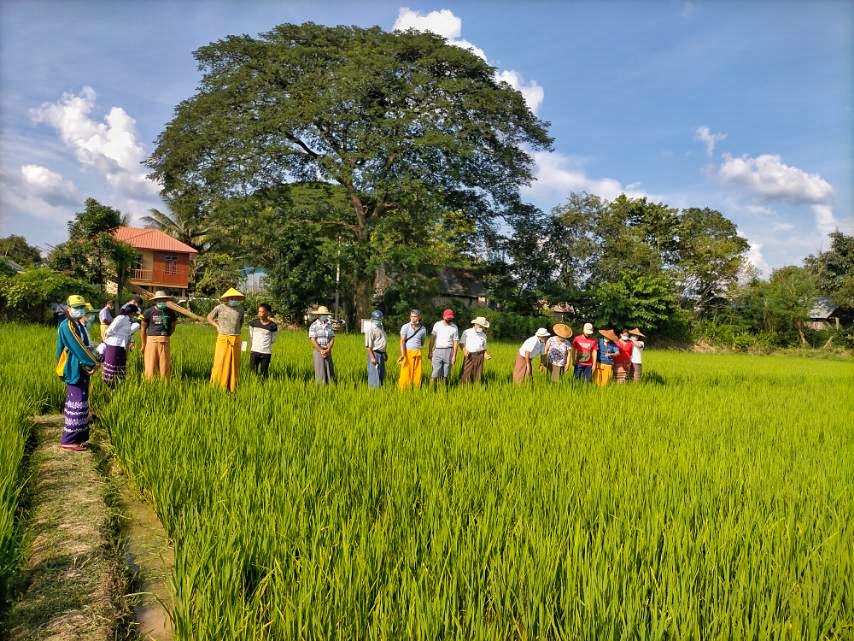 မိုင်းပန်မြို့၌ Cerp အစီအစဉ်အရ မိုးစပါးမျိုးစေ့ထုတ်တောင်သူ ၂၅ ဦးအား