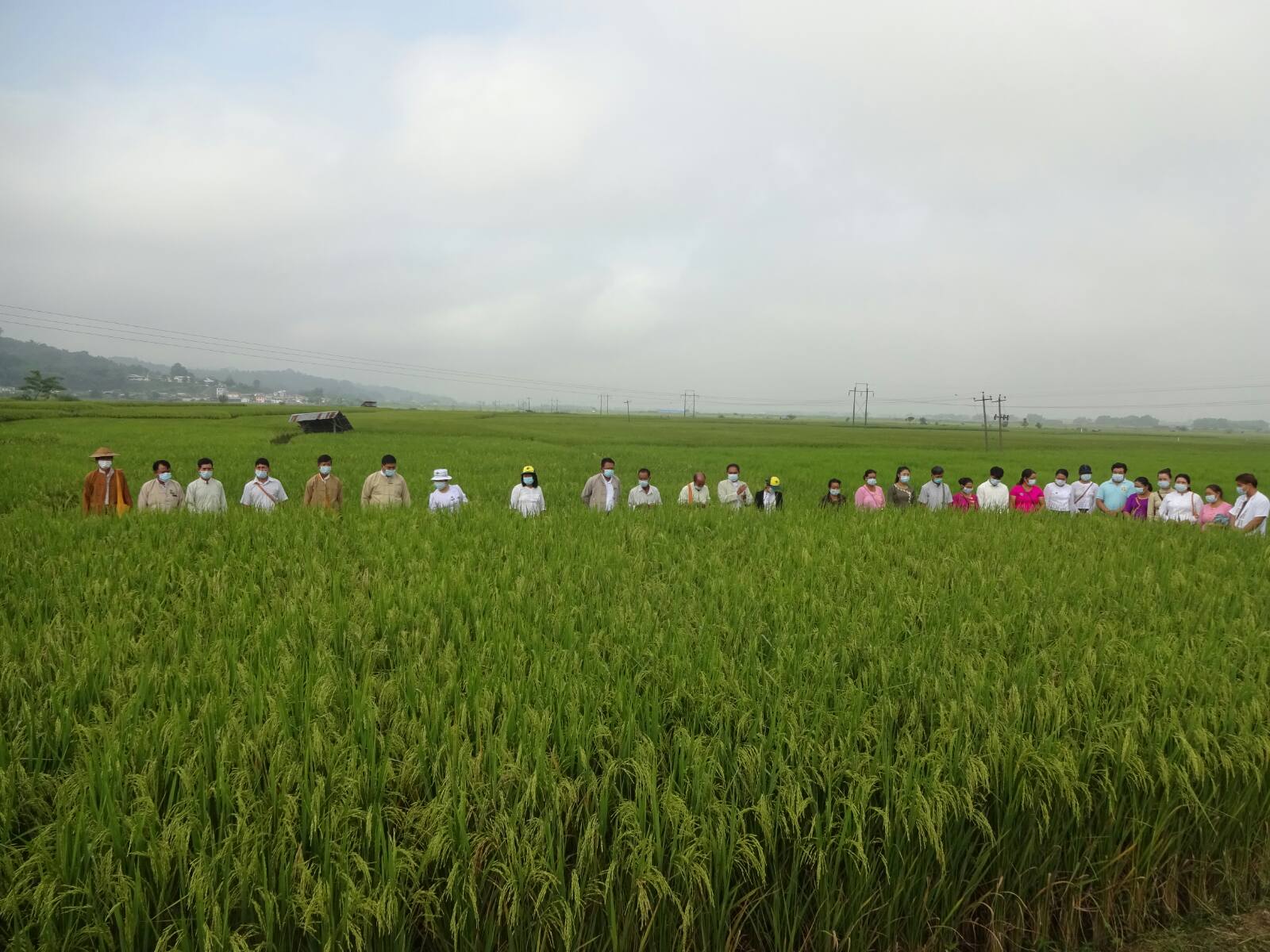 မူဆယ်မြို့၊ မြို့နယ်စိုက်ပျိုးရေးဦးစီးဌာနမှ မျိုးစေ့ထုတ်တောင်သူ ၂၁