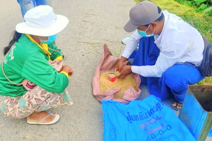 မိုင်းယောင်းမြို့နယ်တွင် ဘာစမာတီနှင့် ပြည်တော်ရင်မျိုးစပါး စံကွက်ရိတ