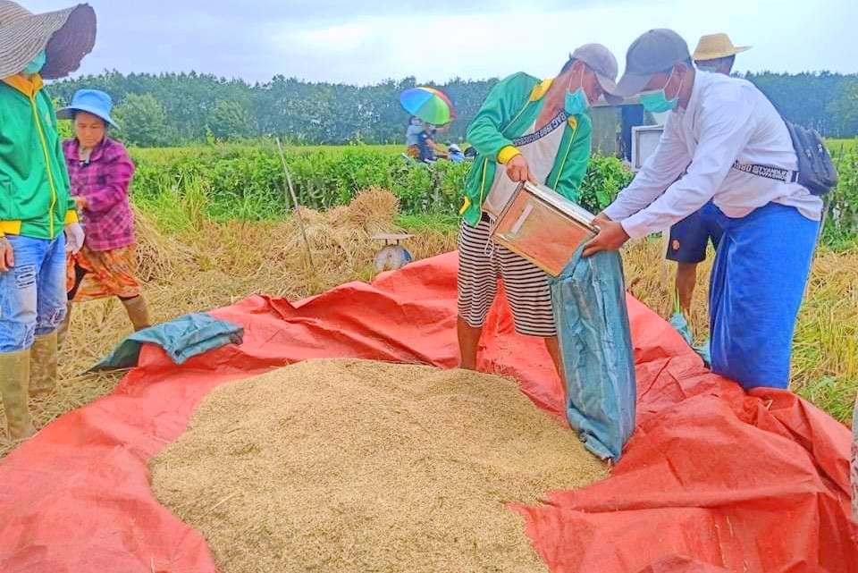 မိုင်းယောင်းမြို့နယ်တွင် ဘာစမာတီနှင့် ပြည်တော်ရင်မျိုးစပါး စံကွက်ရိတ