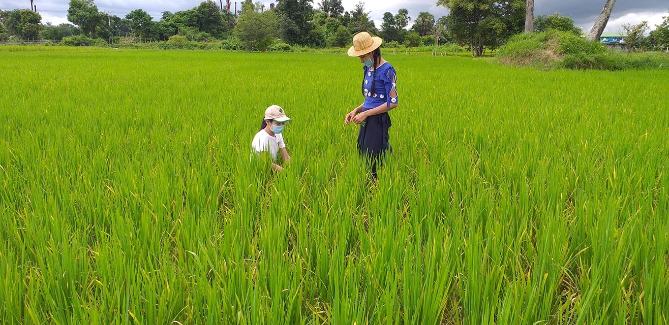 ကသာခရိုင် အင်းတော်မြို့တွင် မိုးစပါးစိုက်ခင်းများအတွင်း ပိုးပွားများ က