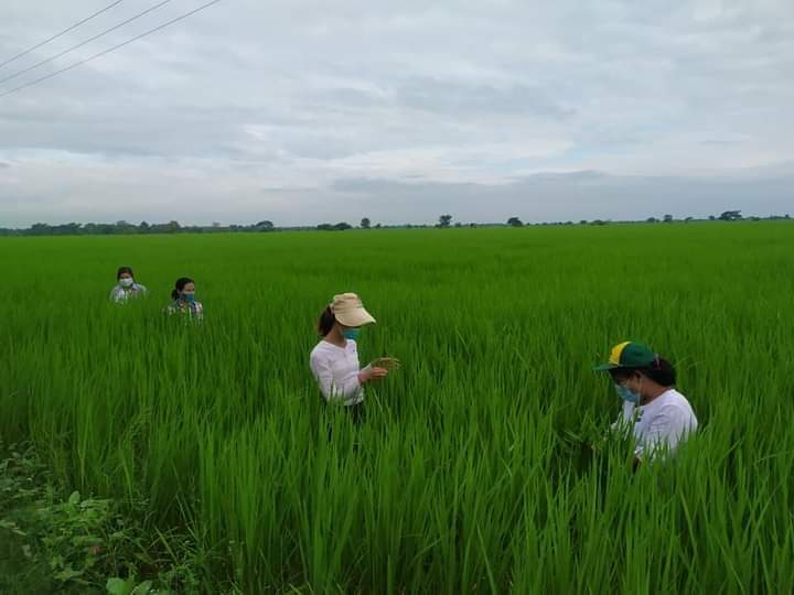 ရွှေဘိုခရိုင် ဝက်လက်မြို့နယ်တွင် ကိုဗစ် ၁၉ စီးပွားရေးကုစားမှု Cerp
