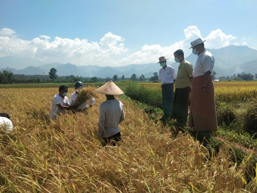 ကွမ်းလုံမြို့၌ Cerp အစီအစဉ်ဖြင့် ဆောင်ရွက်ခဲ့သော မိုးစပါး Rs Cs မ