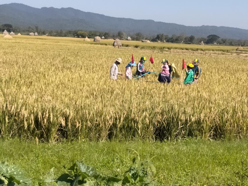 မိုင်းပန်မြို့တွင် Cerp အစီအစဉ်ဖြင့် ဆောင်ရွက်ခဲ့သော မိုးစပါးမ