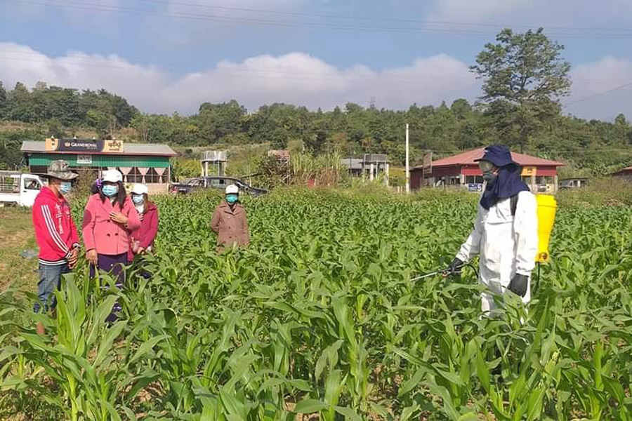 သီပေါမြို့နယ် စိုက်ပျိုးရေးဦးစီးဌာနမှ စိုက်ခင်းများတွင် ပိုးသတ်ဆေးဖျန်းခြင်းအား လက်တွေ့သရုပ်ပြသခ 