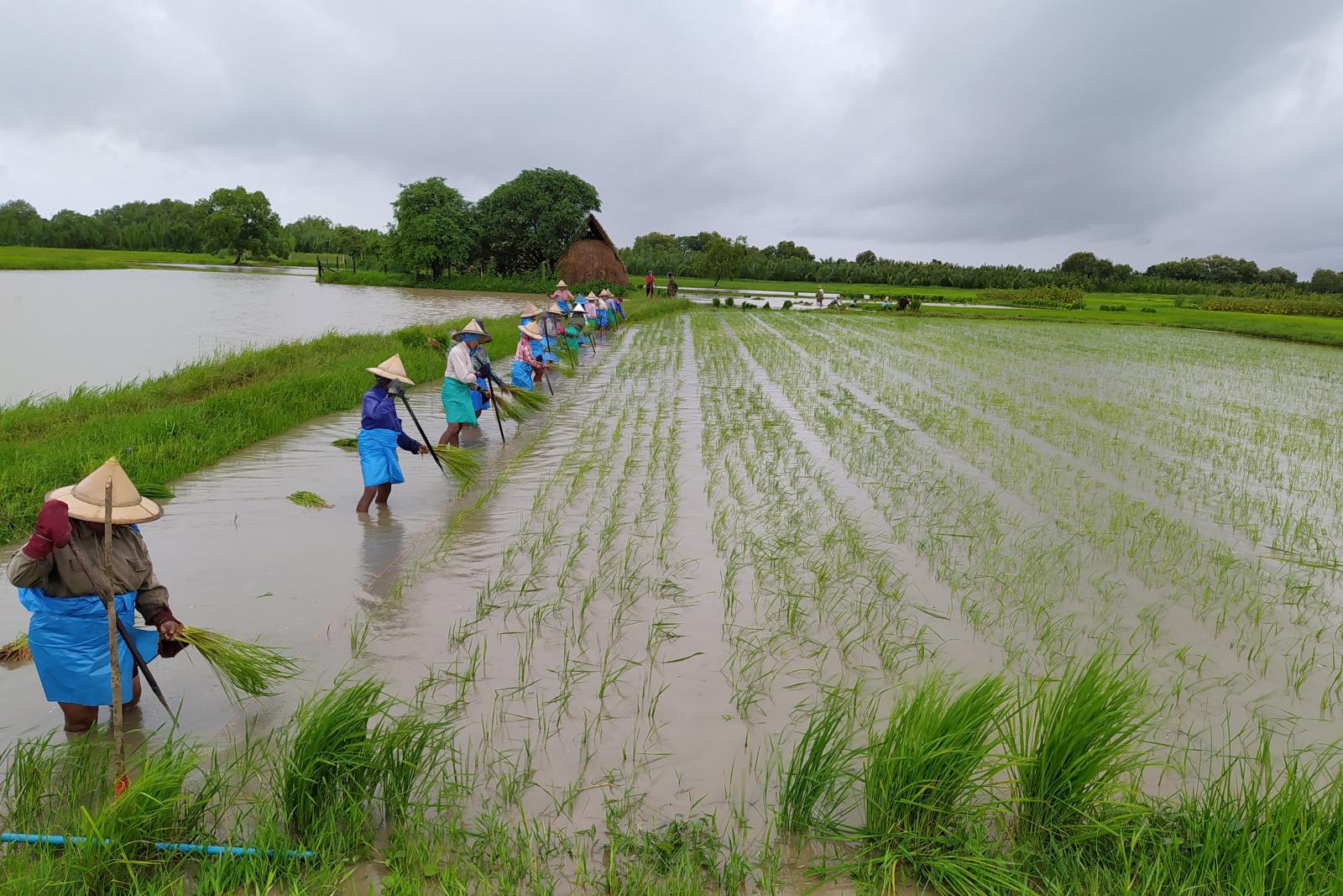 မွန်ပြည်နယ် ချောင်းဆုံမြို့နယ် ကျေးရွာ ၄ ရွာရှိ စိုက်ဧက ၂၀၀ တွင် Cerp