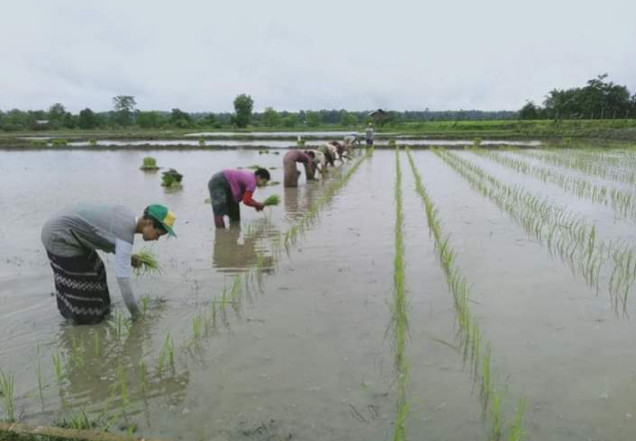 ဟုမ္မလင်းမြို့နယ်တွင် Cerp အစီအစဉ်ဖြင့် မိုးစပါးမျိုးစေ့ထုတ်စိုက်ခင်းများစိုက်နည်းစနစ်မှန်ကန