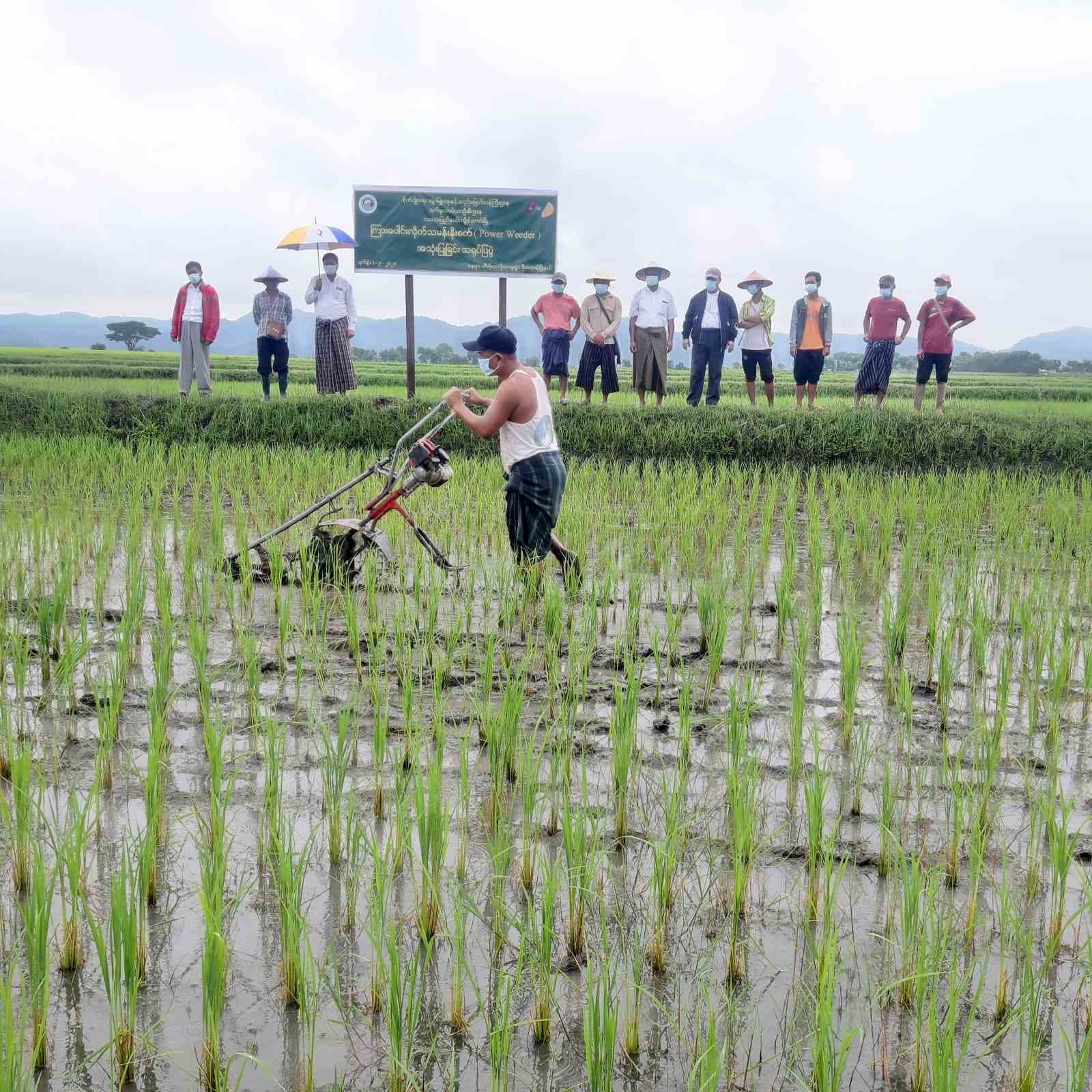ဒီးမော့ဆိုမြို့နယ်၌ Cerp အစီအစဉ်အရ ကြားပေါင်းလိုက်စက် Power Weeder