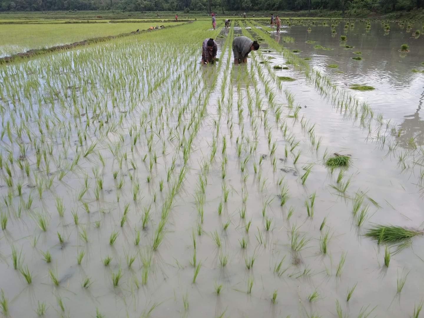 စေတုတ္တရာမြို့နယ် ကျန်စိမ့်ကျေးရွာတွင် ကိုဗစ် ၁၉ စီးပွားရေးကုစားမှုအစီအစဉ်အရ မျိုးစေ့ထုတ် စိုက