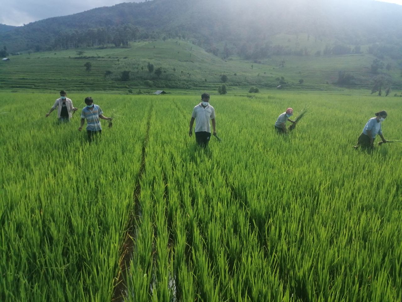 ကွတ်ခိုင်မြို့နယ်အတွင်း ကိုဗစ် ၁၉ စီးပွားရေးကုစားမှုအစီအစဉ် Cerp အရ စိုက်ပျိုးထားသော လယ်ကွင်းမ