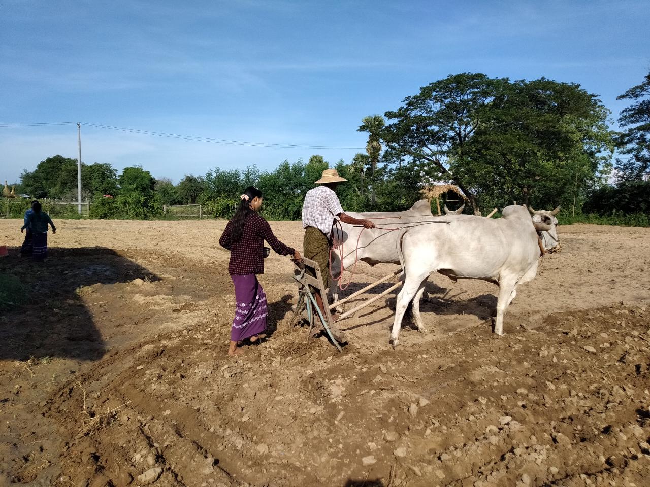 တံတားဦးမြို့နယ်တွင် မြေဆီလွှာဂုဏ်သတ္တိတိုးတက်ရေးအတွက် မျိုးစေ့ထုတ်ရန