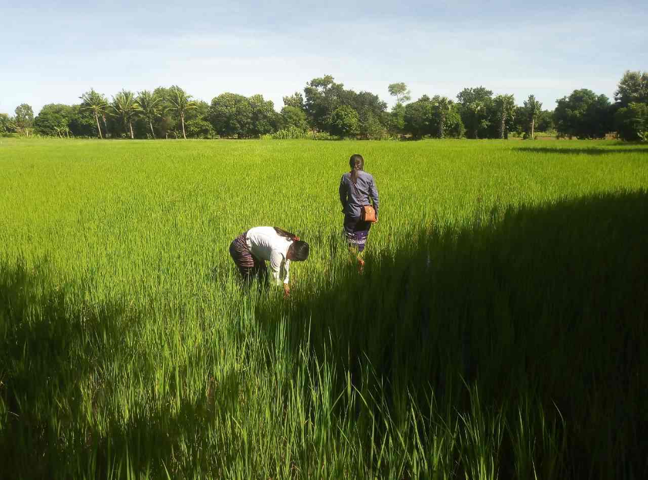 ချောက်မြို့နယ်တွင် ကိုဗစ် ၁၉ စီးပွားရေးကုစားမှုအစီအစဉ်ဖြင့် မိုးစပါး မျိုးကောင်းမျိုးသန့် မ