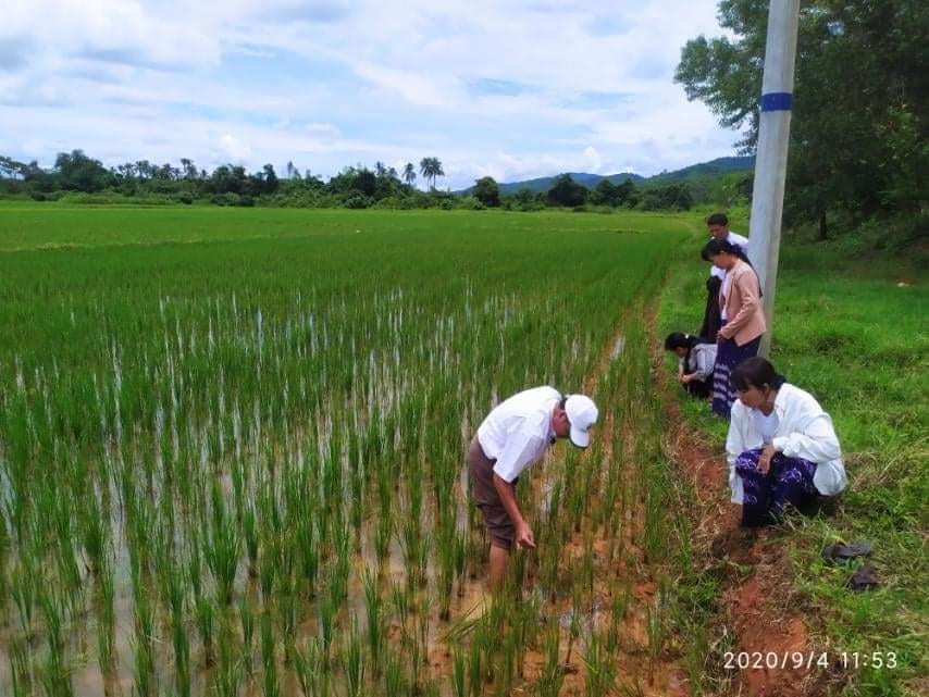 ပြည်ကြီးမဏ္ဍိုင်မြို့တွင် စီးပွားရေးကုစားမှုအစီအစဉ် Cerp ဖြင့် ဆင်းသွယ်လတ်စပါးမျိုးစေ့ထုတ်စိုက
