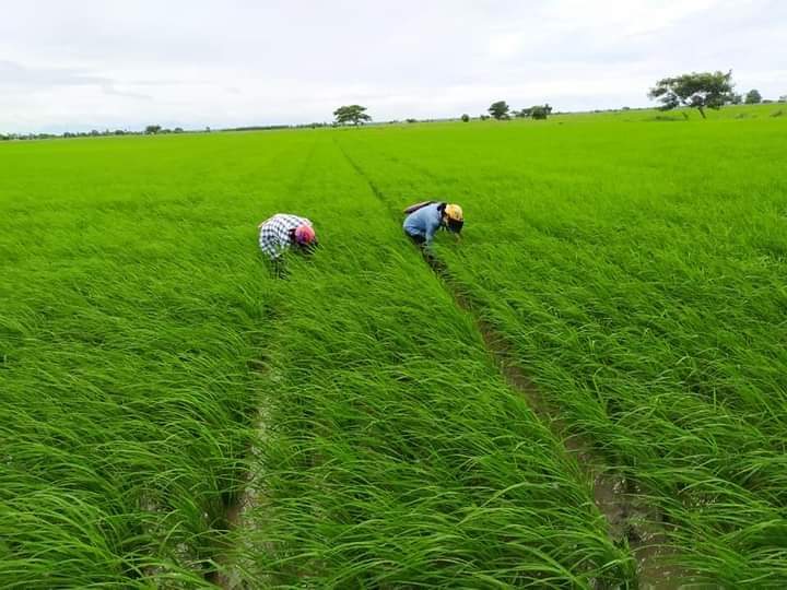 ဝက်လက်မြို့နယ်တွင် ကိုဗစ် ၁၉ စီးပွားရေးကုစားမှု Cerp အစီအစဉ်ဖြင့