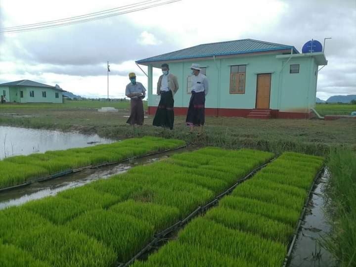 လှိုင်းဘွဲမျိုးစေ့ခြံရှိ ဆင်းသုခစပါး ပျိုးထောင်ထားရှိမှုအခြေအနေများအား