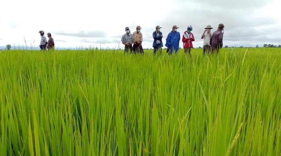 ကလေးမြို့နယ်အတွင်း ကိုဗစ် ၁၉ စီးပွားရေးကုစားမှု Cerp အစီအစဉ်အရ စိုက်ပ