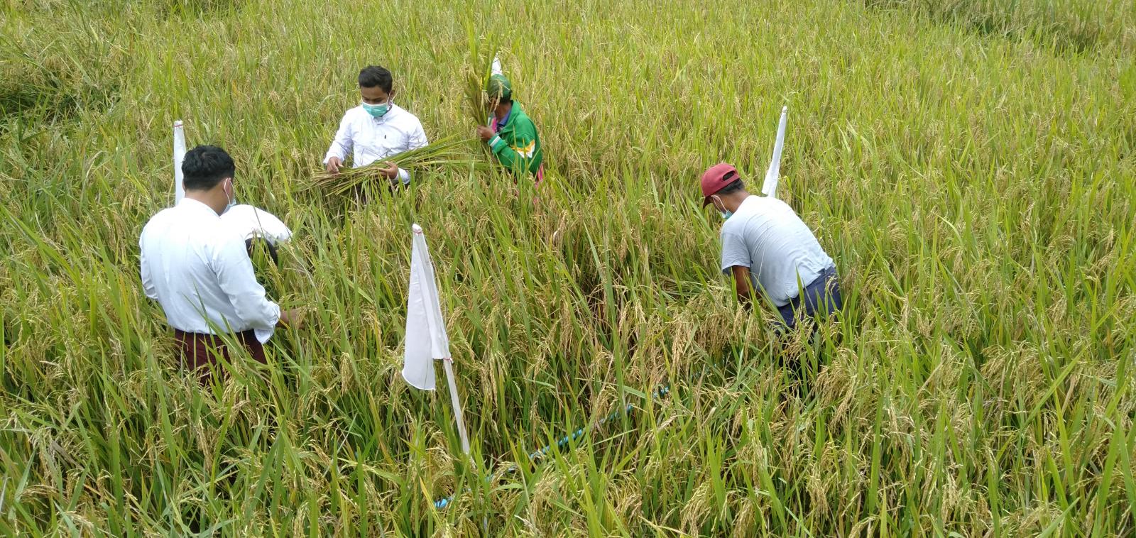 ဟိုပန်၌ မိုးစပါး လယ် စံကွက် ရိတ်သိမ်းခြင်း ဆောင်ရွက် Information And