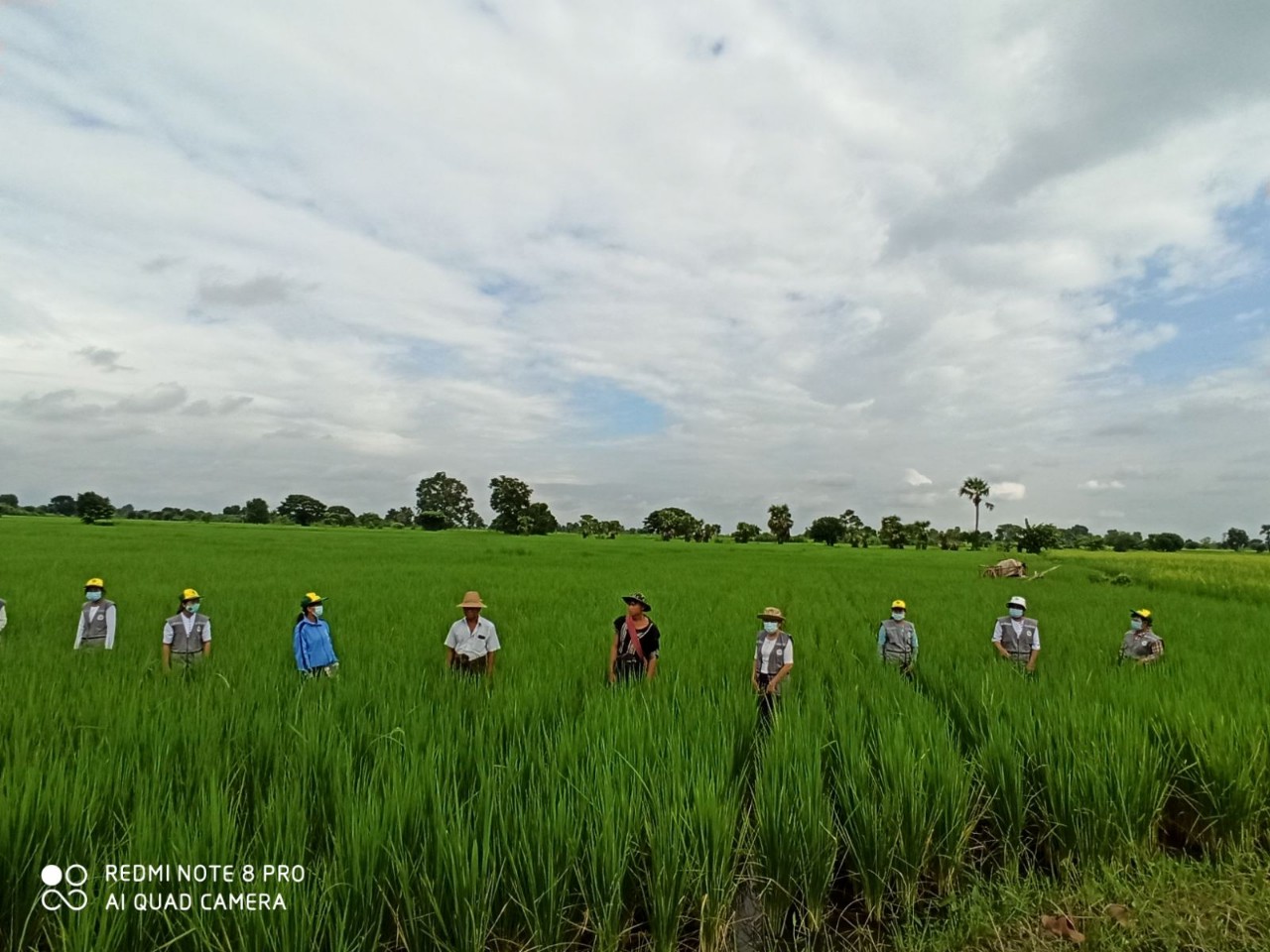 မုံရွာခရိုင် အရာ တော်မြို့နယ် စိုက်ပျိုး ရေးဦးစီးဌာနမှ Cerp အစီအစဉ်ဖြင့် မိုးစပါးမျိုး စေ့ထုတ