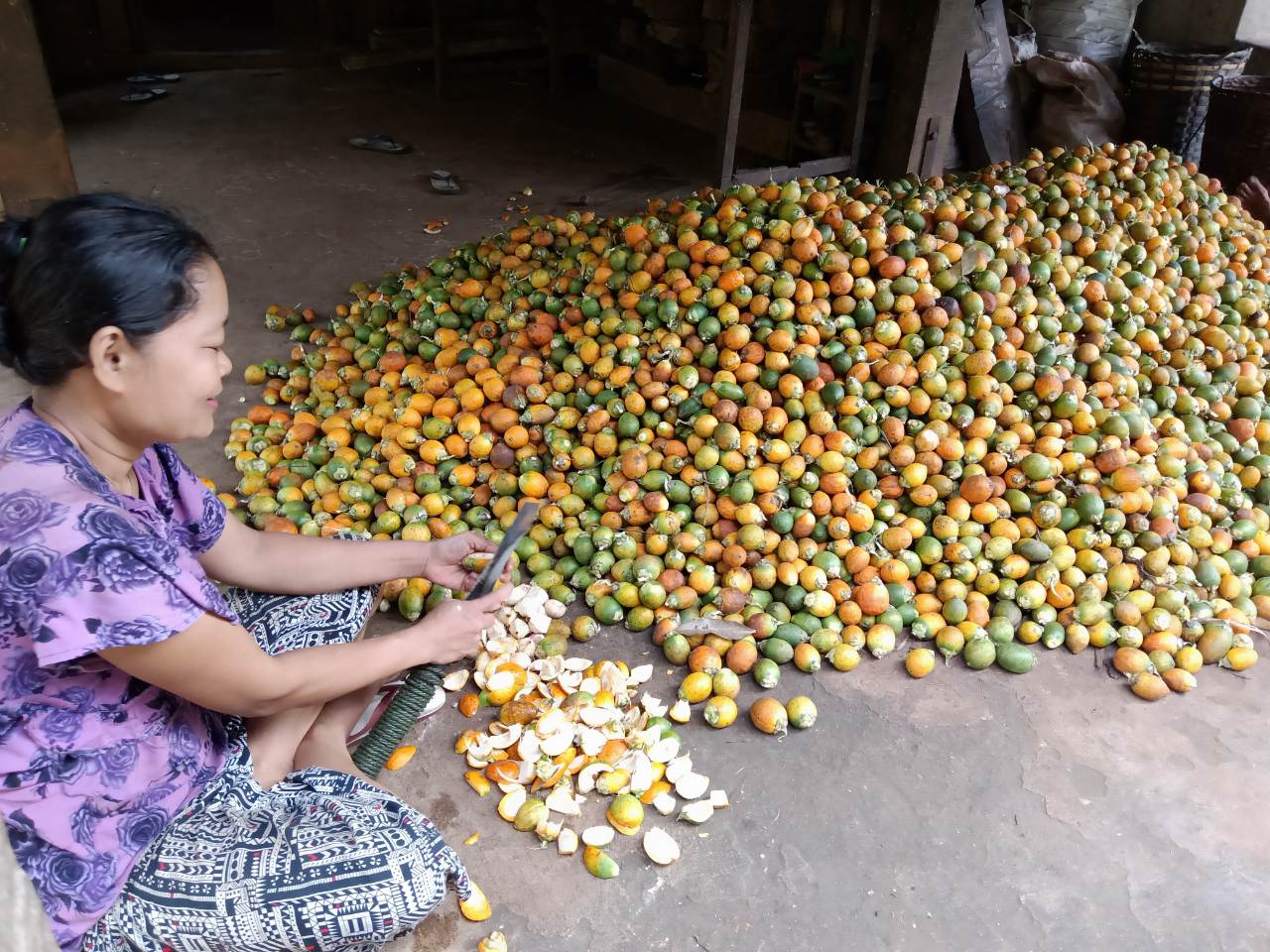 လိပ်သိုမြို့တွင် ကွမ်းသီးပေါ်ချိန်ရောက်ရှိလာ၍ ကွမ်းသီးစိုက်ပျိုးသူ တောင