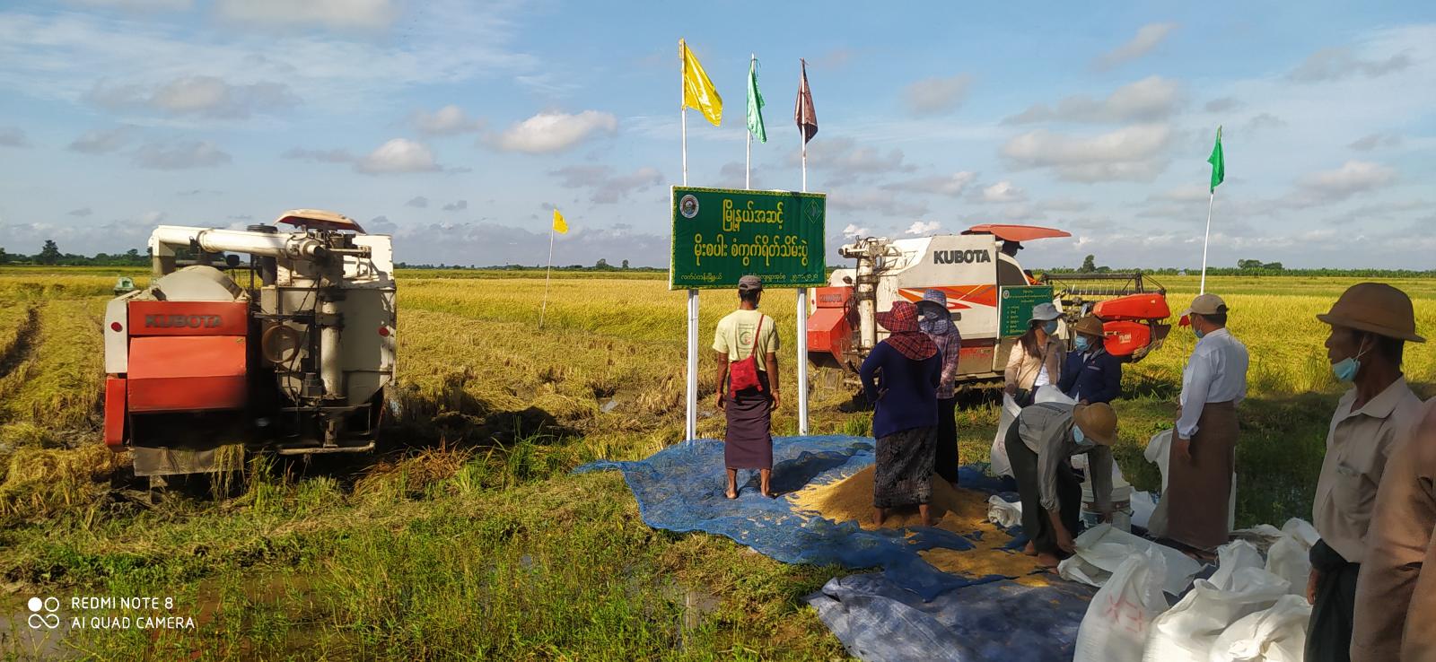 လက်ပံတန်းမြို့နယ်တွင် ကိုဗစ် ၁၉ စီးပွားရေးကုစားမှု အစီအစဉ်အရ မျိုးစေ့ထုတ်စိုက်ပျိုးထားသည့