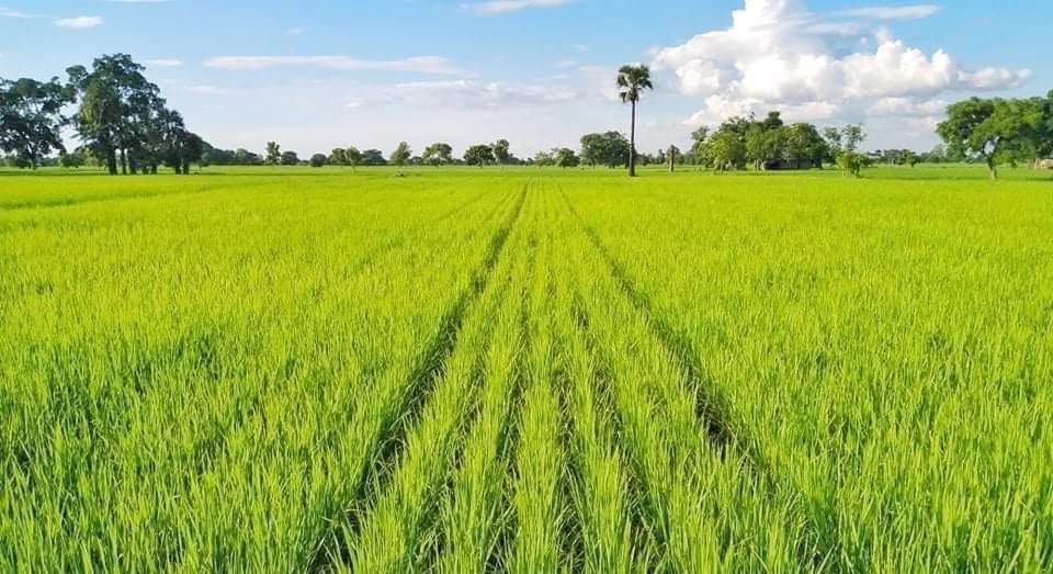 ရွှေဘိုမြို့နယ်အတွင်း မိုးစပါးစိုက်ဧက ၁၀၅ ၉၉၁ စိုက်ပျိုးပြီးစီးပြီဖြစ