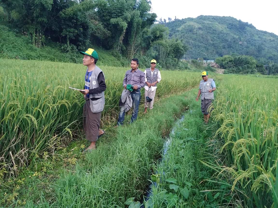 နာဂကိုယ်ပိုင်အုပ်ချုပ်ခွင့်ရဒေသ၊ နန်းယွန်းမြို့နယ် စိုက်ပျိုးရေးဦးစီးဌာနမှ မိုးစပါး ဆင်းဧကရိ ၃