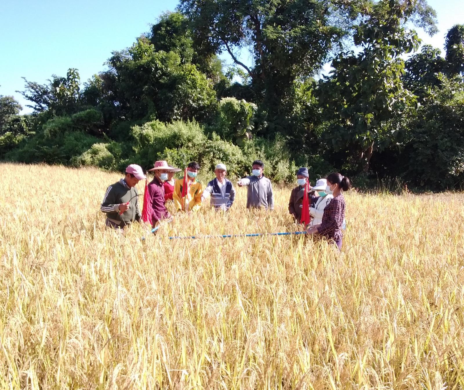 တမူးမြို့နယ်တွင် ကိုဗစ် ၁၉ စီးပွားရေးကုစားမှု Cerp အစီအစဉ်ဖြင့် စိုက်ပျိုးထားသည့် မိုးစပါး မ