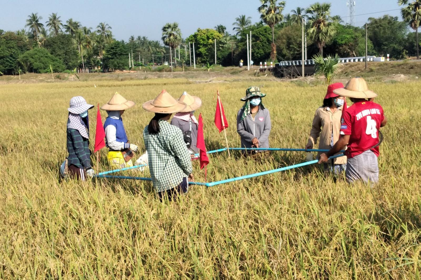 ကျိုက်မရောမြို့နယ် ဘိန်းဗျောကျေးရွာ၌ မိုးစပါးစံကွက်ရိတ်သိမ်း Information And Public Relations