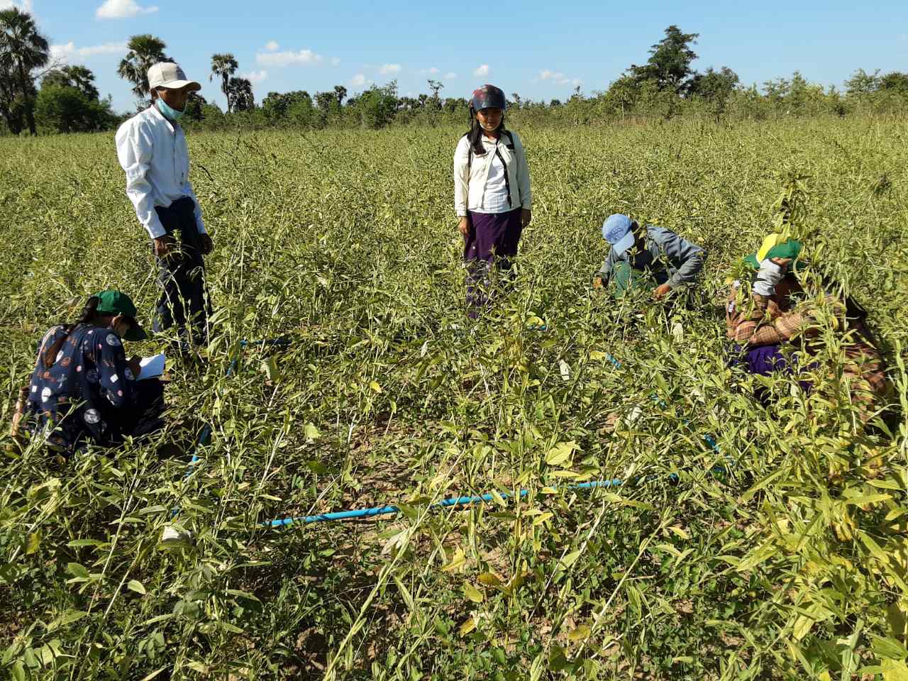 ခင်ဦးမြို့နယ်တွင် ဆင်းရတနာ ၃ နှမ်းမျိုး စံကွက်ရိတ်သိမ်း Information And Public Relations