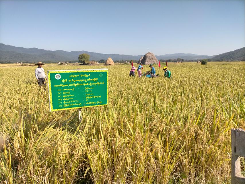 မိုင်းပန်မြို့တွင် Cerp အစီအစဉ်ဖြင့် ဆောင်ရွက်ခဲ့သော မိုးစပါးမ