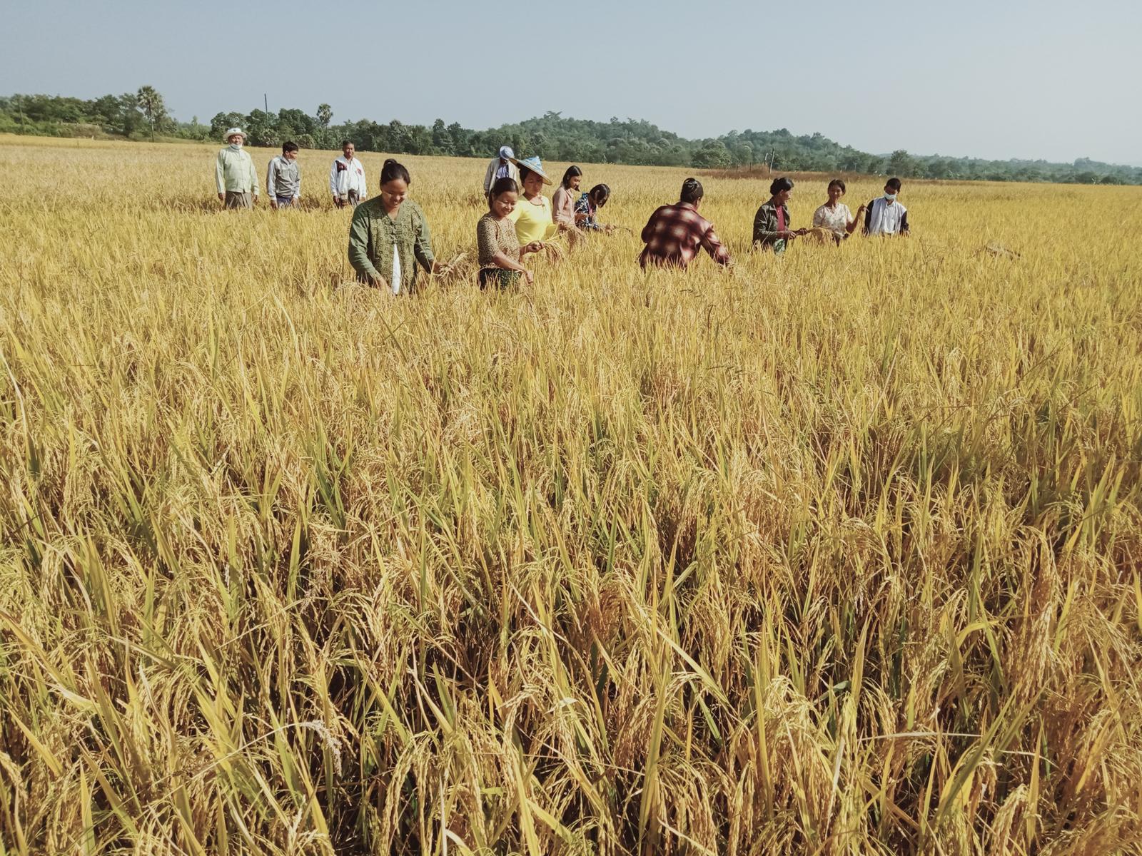 ကိုဗစ် ၁၉ စီးပွားရေးကုစားမှု Cerp အစီအစဉ်အရ ကျောက်ထုမြို့ဒေသရှိ လယ