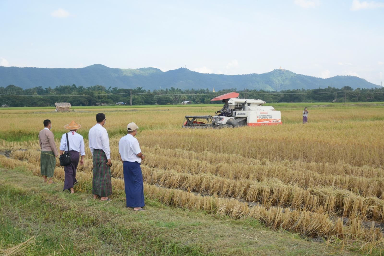 မွန်ပြည်နယ် သထုံမြို့နယ်၌ မိုးစပါးစံကွက်ရိတ်သိမ်းပွဲပြုလုပ် Information And Public Relations