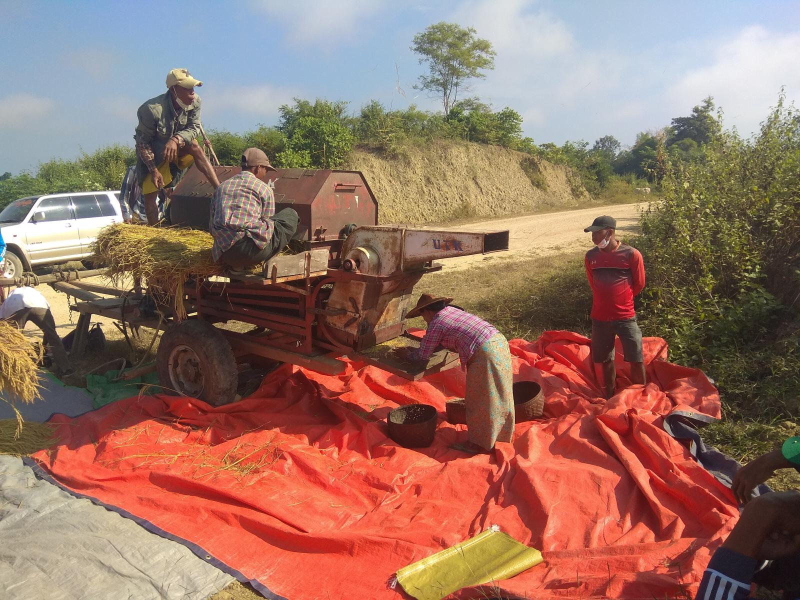 မင်းကင်းမြို့တွင် မိုးစပါးမျိုးစေ့ထုတ် စံကွက်ရိတ်သိမ်း Information And Public Relations Department