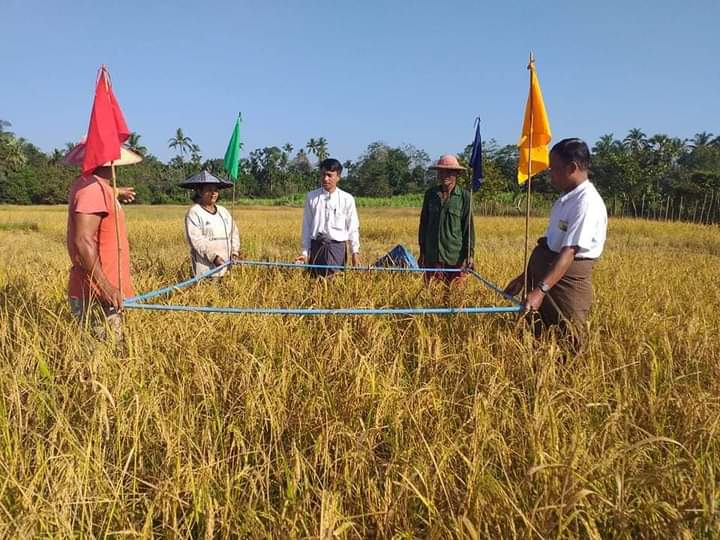 ပလောက်မြို့၊ အမှတ် ၁ ရပ်ကွက်တွင်စိုက်ပျိုးထားသော မိုးစပါးမျိုးစေ့ထုတ