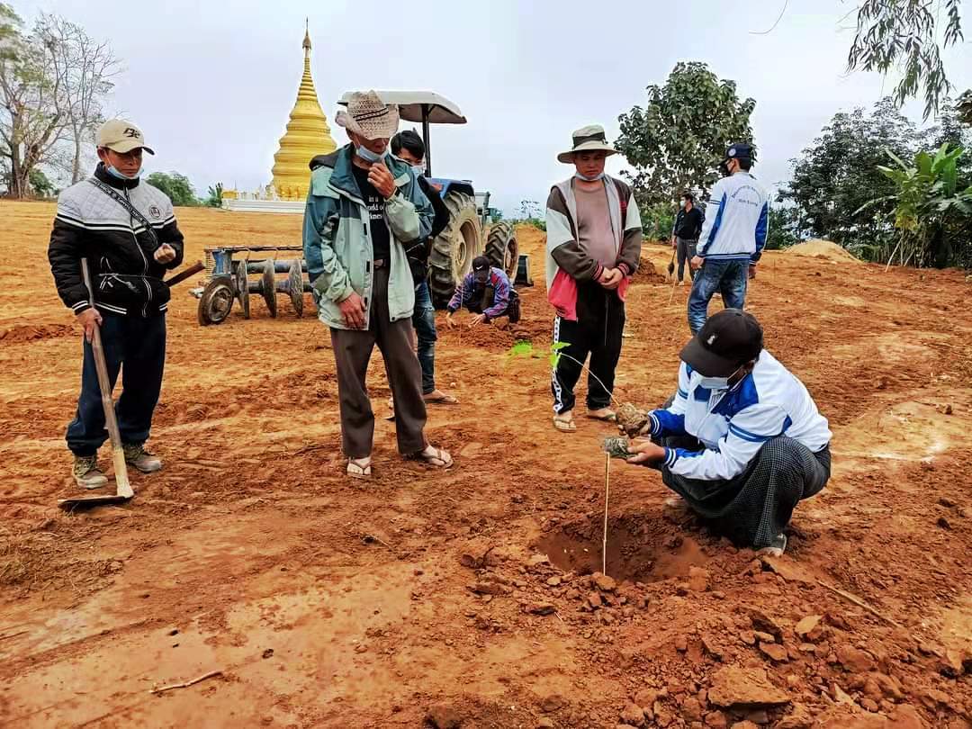 မိုင်းယောင်းမြို့နယ် ဝမ်ပုံဘုရားစေတီကုန်း၌ ပန်းအလှချယ်ရီပင် ၉၀ ကျော
