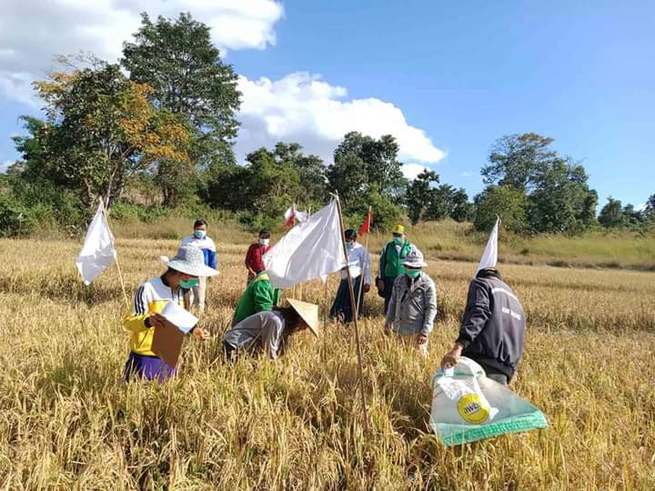 ခိုလမ်မြို့တွင် Cerp အစီအစဉ်ဖြင့် စိုက်ပျိုးထားသော မိုးစပါး Rs To Cs