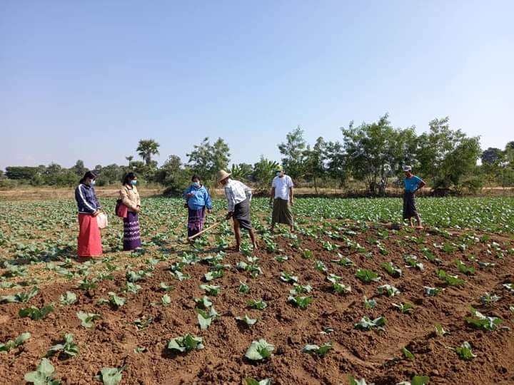 စစ်ကိုင်းတိုင်းဒေသကြီး အရာ တော်မြို့နယ် စိုက်ပျိုး ရေးဦးစီးဌာနက သီးန