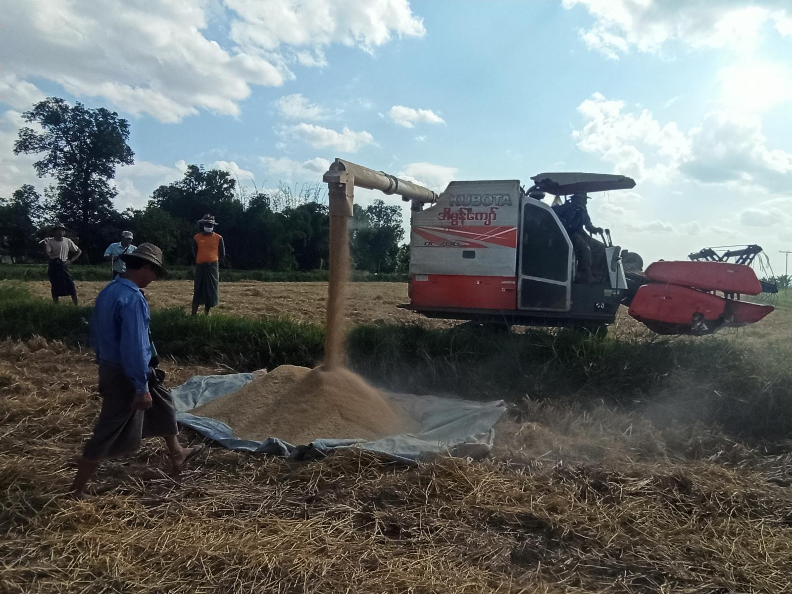 စစ်ကိုင်းတိုင်းဒေသကြီး ကောလင်းမြို့နယ်နှင့်ဝန်းသိုမြို့နယ်အတွင်း စပါးစျေးကောင်းပြီး အထွက်နည်းသဖ