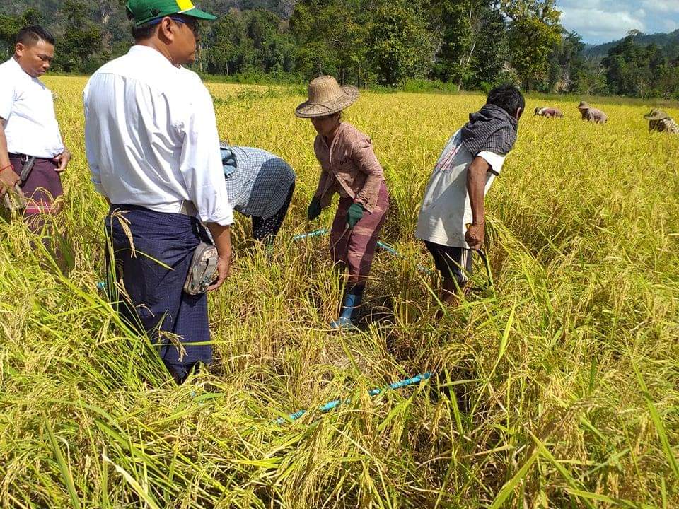 ဘုရားသုံးဆူမြို့၊ ကြိမ်ချောင်းကျေးရွာတွင် Cerp အစီအစဉ်ဖြင့် ဆောင်ရွက်ခဲ့သော မိုးစပါးမျိုးစေ့ထုတ