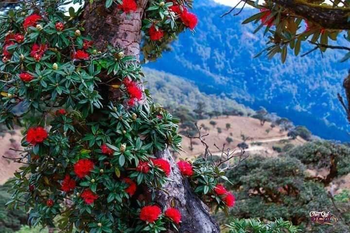 ချင်းပြည်နယ်၏ အမှတ်အသားဖြစ်သည့် တောင်ဇလမ်ပန်းနှင့် ချယ်ရီပန်းများ ခုတ