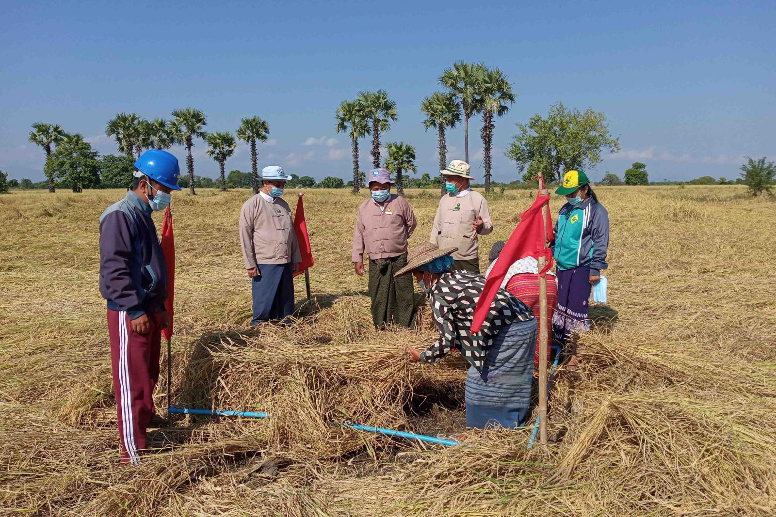 စစ်ကိုင်းတိုင်းဒေသကြီး၊ ယင်းမာပင်ခရိုင်၊ ပုလဲမြို့နယ်တွင် မိုးစပါးဧရာမင်းမျိုးစေ့ထုတ်စိုက်ကွက