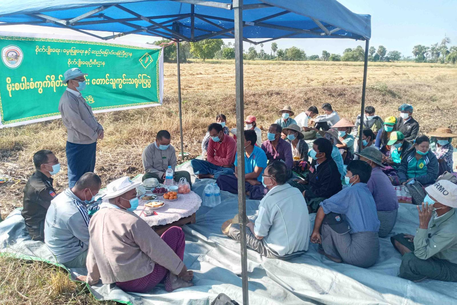 စစ်ကိုင်းတိုင်းဒေသကြီး၊ယင်းမာပင်ခရိုင်၊ မိုးစပါး ဧရာမင်း မျိုးစေ့ထုတ်စိုက်ကွက် စံကွက် ရိတ်သိမ်း