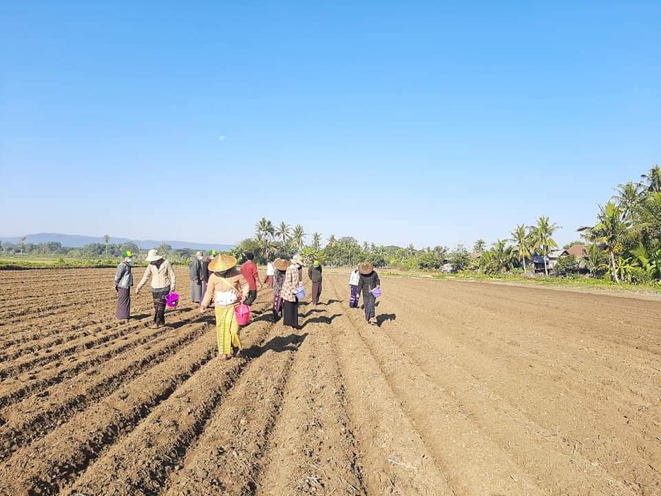 ထီးချိုင့်မြို့နယ်တွင် ရေဆင်း ၁ စပ်မျိုးနေကြာမျိုးစေ့ထုတ် စိုက်ပ