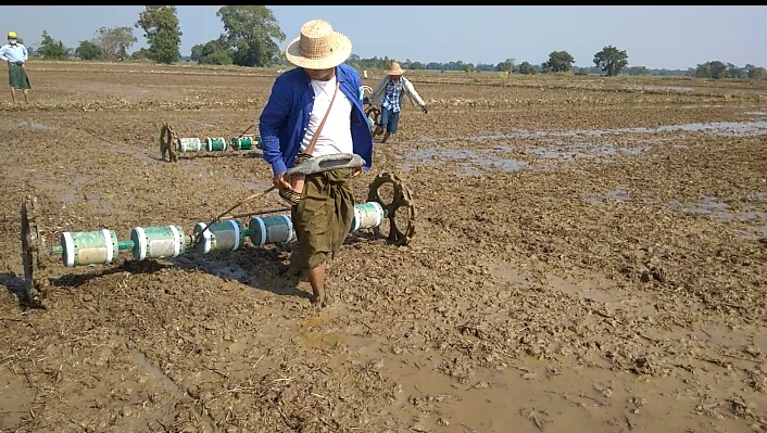 ညောင်လေးပင်မြို့နယ်တွင် နွေစပါးကို မျိုးစေ့ချကိရိယာဖြင့် စိုက်ပျိုး