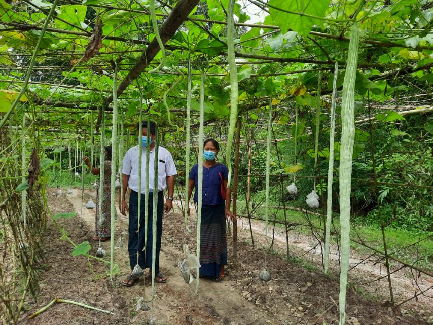 ကွမ်းခြံကုန်းမြို့နယ်တွင် မြစိမ်းရောင်စီမံကိန်းချေးငွေဖြင့် ဆောင်ရွက်လ