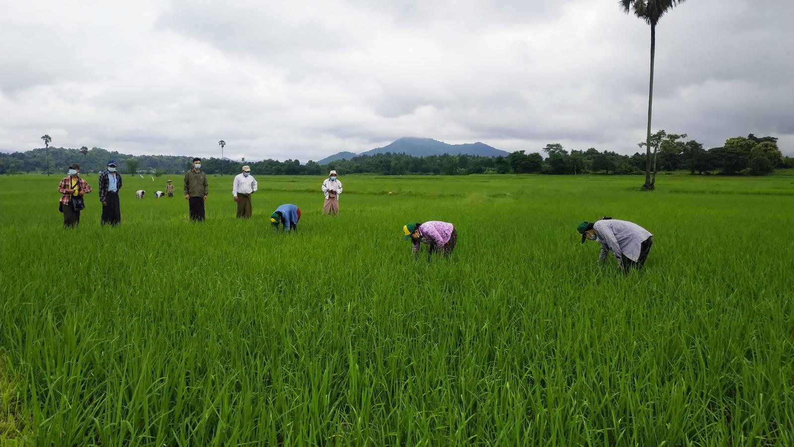 ဝန်းသိုမြို့နယ်တွင် တောင်သူများ ဓာတ်မြေဩဇာကို အချိန်ကိုက်အချိုးညီထည့်သွင်းကြဲပက် ခြင်းဖြင့် စပ