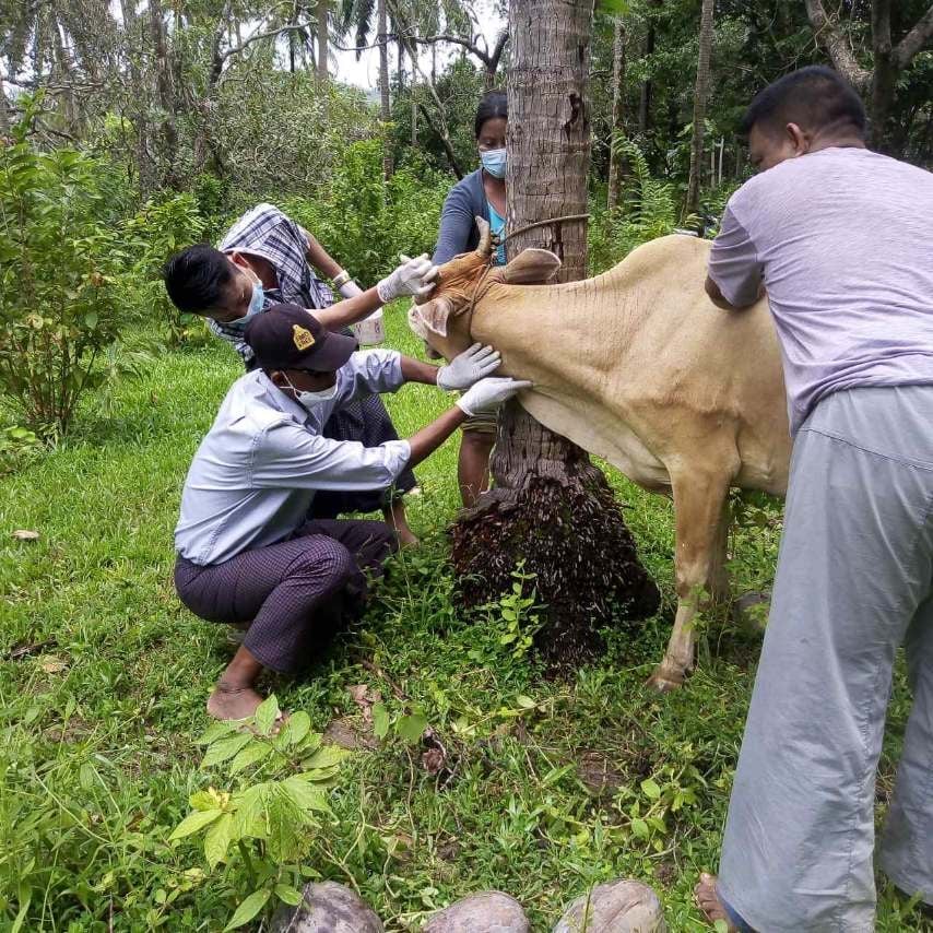 ကော့သောင်းမြို့နယ် မွေးမြူရေးနှင့်ကုသရေးဦးစီးဌာနမှ မြန်မာ၊ ထိုင်း
